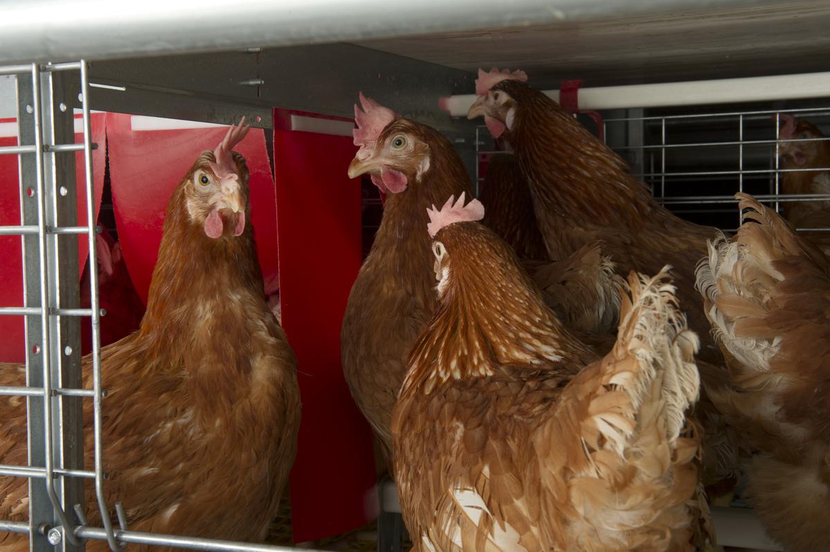 Poultry Welfare