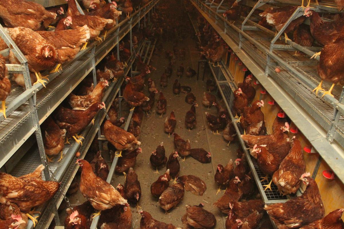 Aviary Free Run Layer Barn