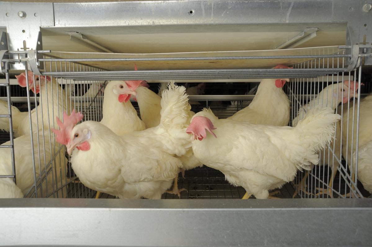 Conventional Housing