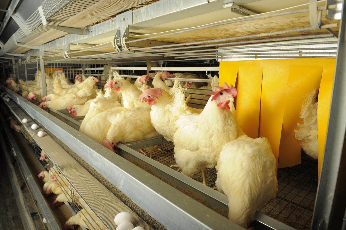 Healthy Hens = Healthy Eggs = Healthy You!