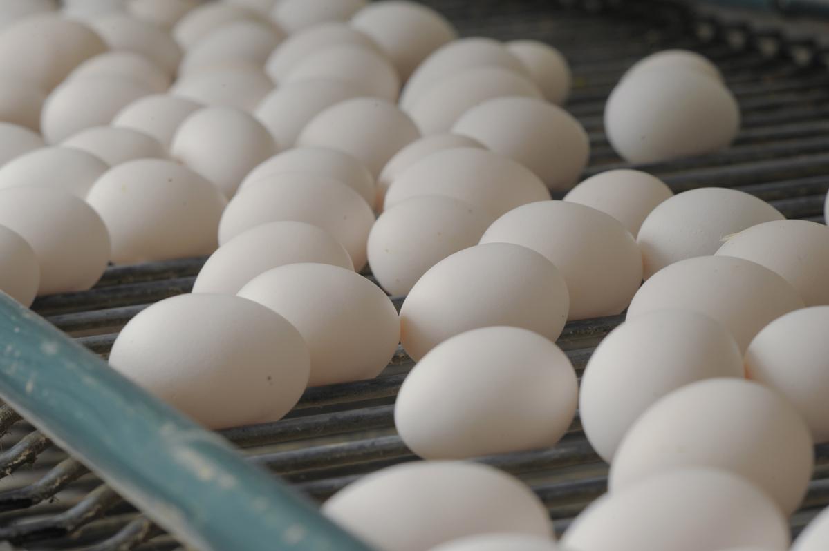 Les œufs et le cholestérol : pour en finir avec le mythe